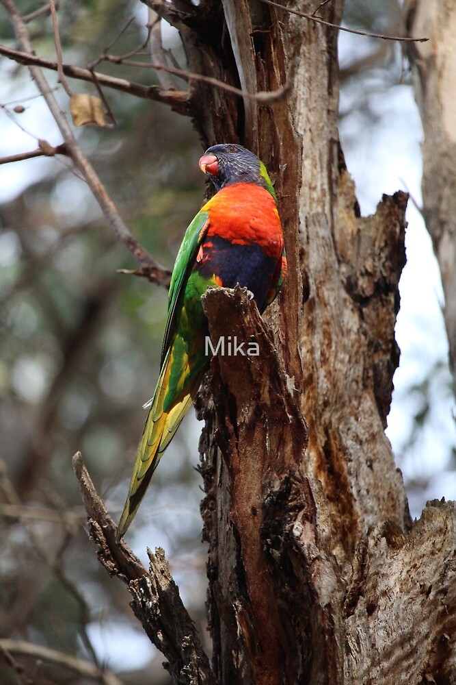 "Rainbow Parakeet" by Mika | Redbubble