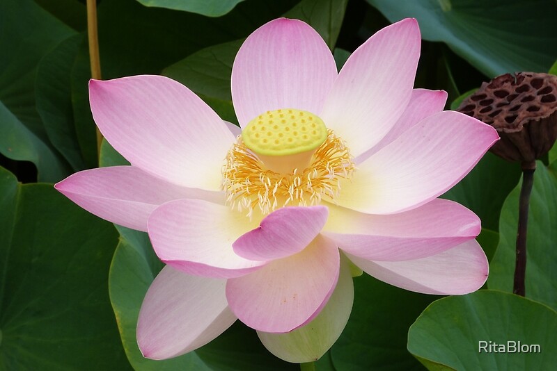 "A fully open Lotus Flower. Adelaide Botanic Gardens. South Australia ...