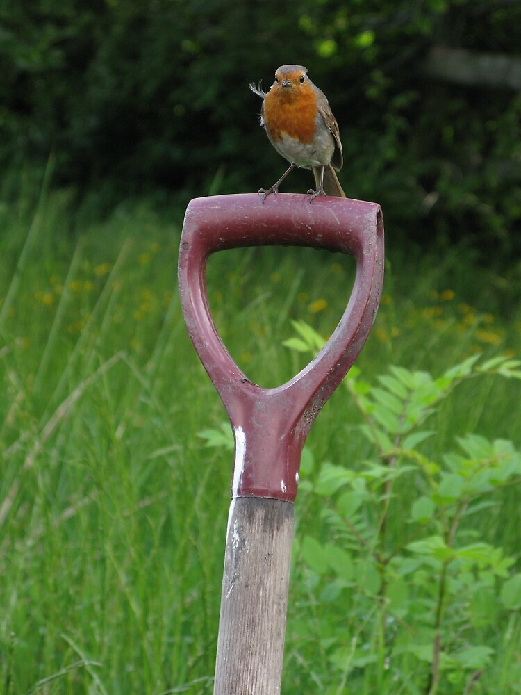 « classic picture of a robin on a garden spade » par michaelwallwork ...