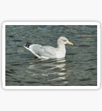 Seagull: Stickers | Redbubble