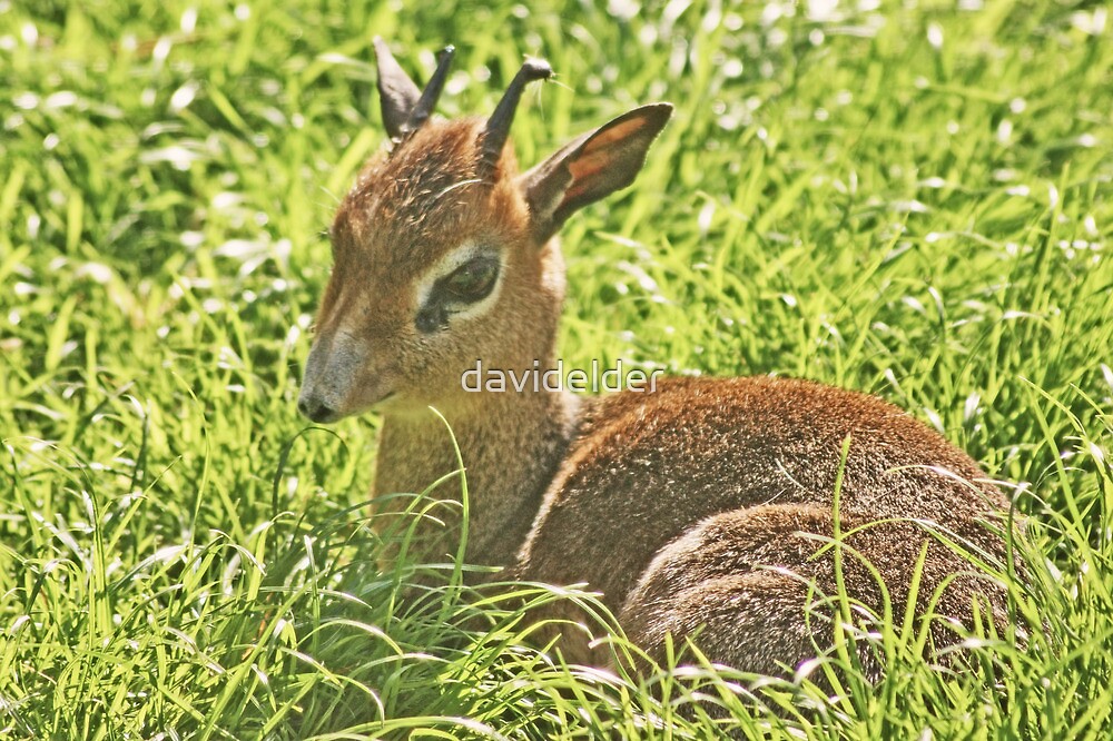 "Bambi the baby Deer" by David Alexander Elder | Redbubble