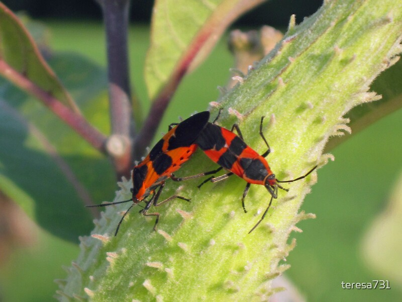 "Orange Bugs" by teresa731 | Redbubble