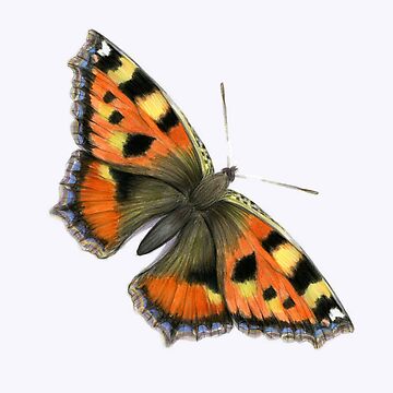 "Tortoiseshell Butterfly Watercolor Painting Wildlife Artwork" Tapestry ...