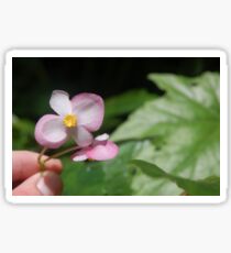 Wildflower: Stickers | Redbubble