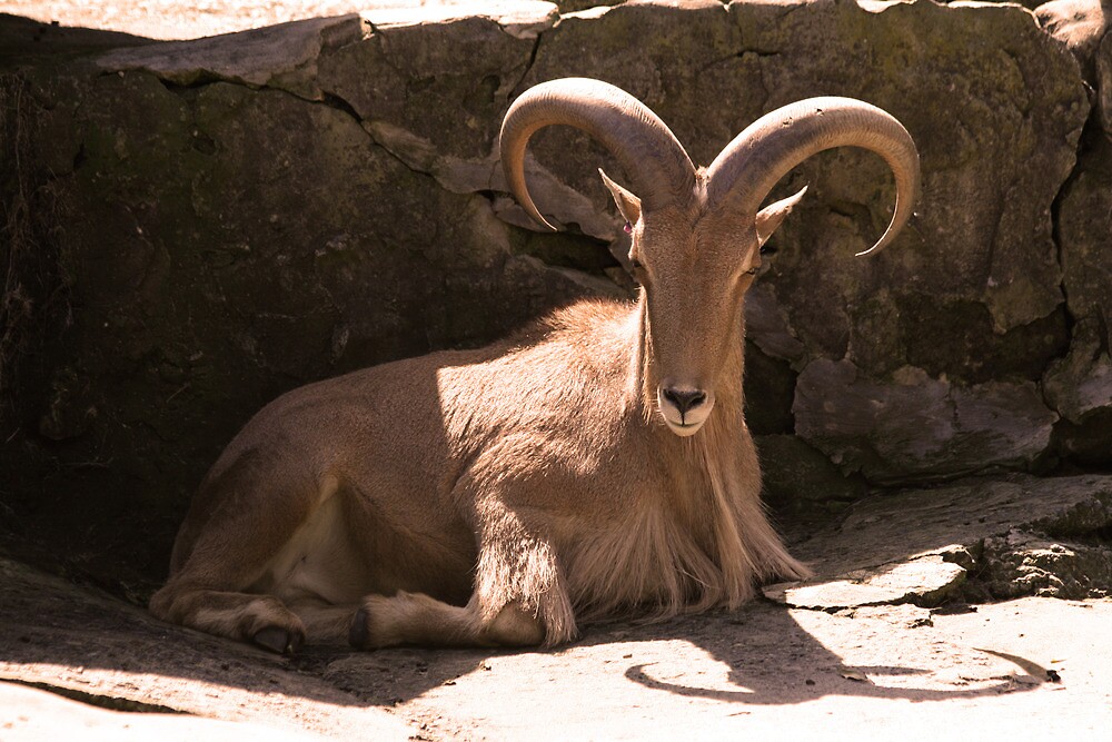 "Himalayan Tahr Goat" by Kezzarama | Redbubble