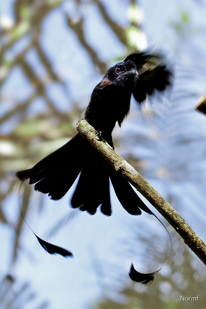 "Ribbon-tailed or Paradise Drongo (Dicrurus megarhynchus)" by Normf ...