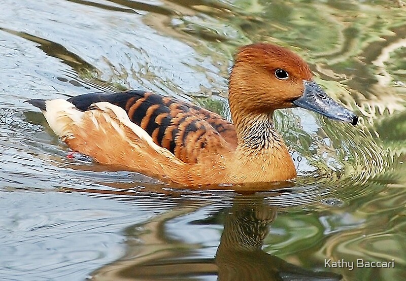 "Fulvous Whistling Duck" by Kathy Baccari | Redbubble