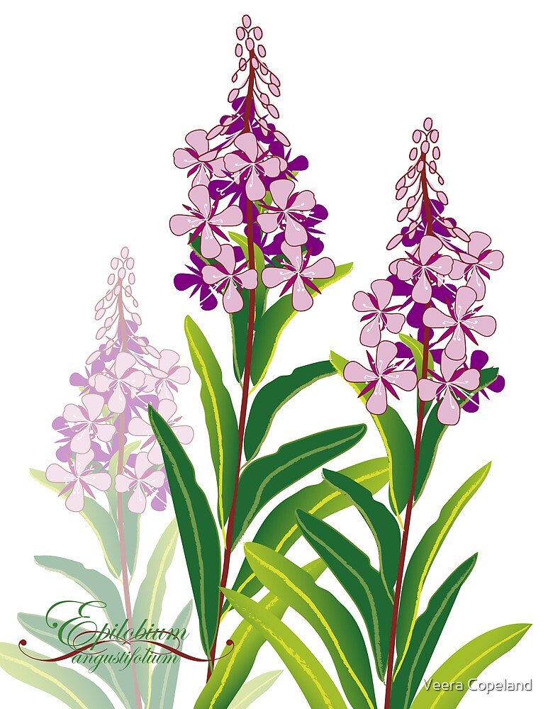 "pink meadow flower fireweed design" by veerapfaffli | Redbubble