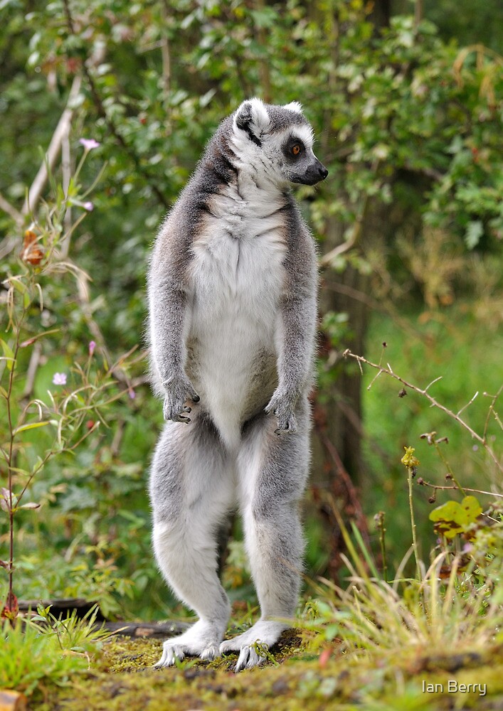 "Lemur standing" by Ian Berry | Redbubble