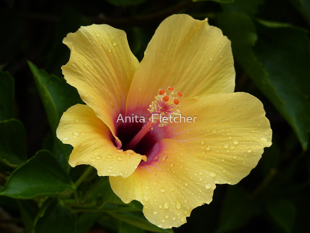 ""Rose of China" The Flower of the Hibiscus Rosa-Sinensis" by Anita ...