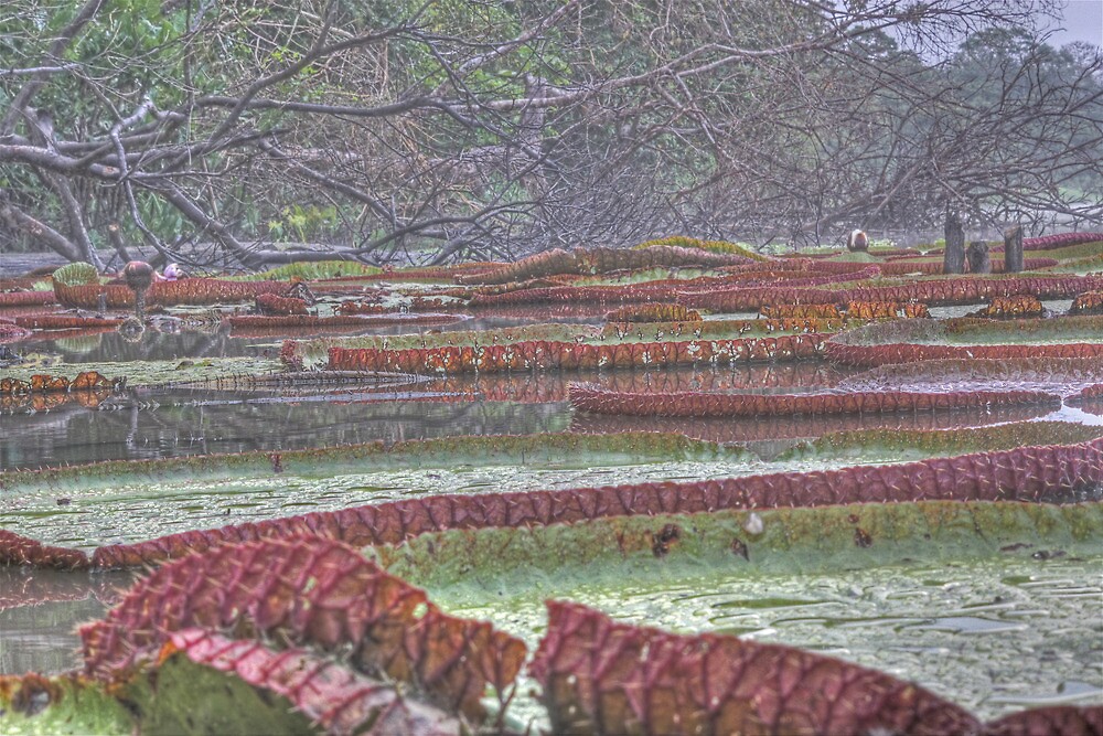 «Giant Victoria Lily Pads - Pacaya-Samiria Reserve, Amazonas, Peru» de ...