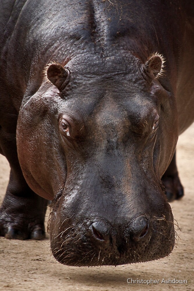 "Wild Faces: Hippopotamus" by Christopher Ashdown | Redbubble