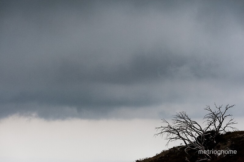 "Late Rain" by metriognome | Redbubble