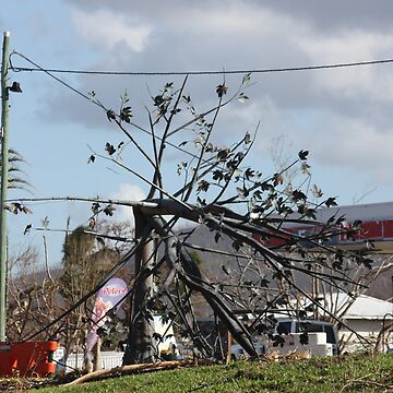 "Flame Tree bent by winds from Cyclone Yasi - Cardwell Foreshore, North ...