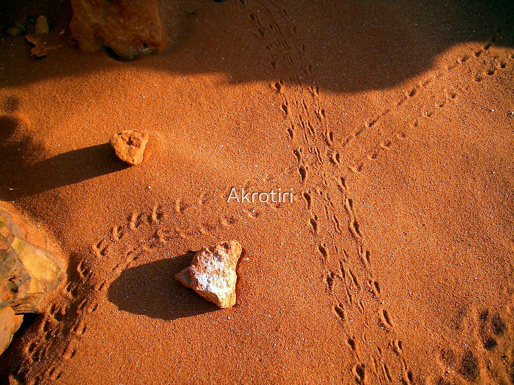 "Lizard Tracks - Broome, WA." by Akrotiri | Redbubble