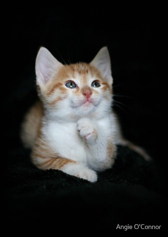 "The Thinker Kitty" by Angie O'Connor | Redbubble