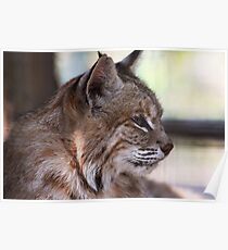 Canada Lynx: Gifts & Merchandise | Redbubble