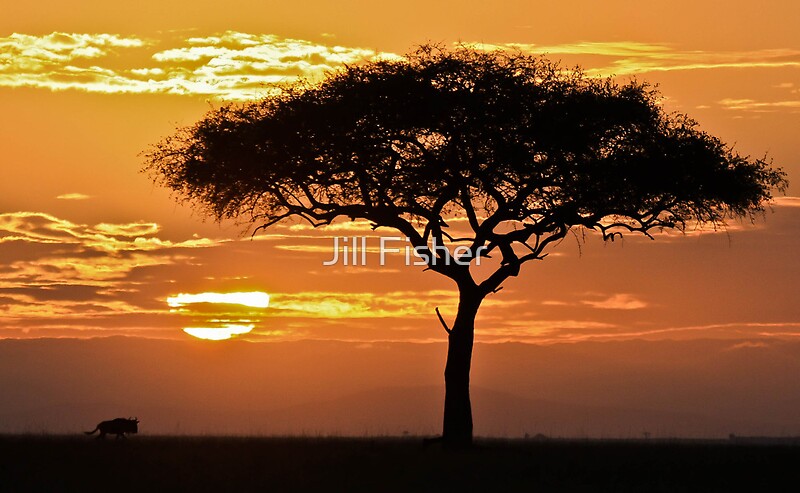 "African Sunrise" by Jill Fisher | Redbubble