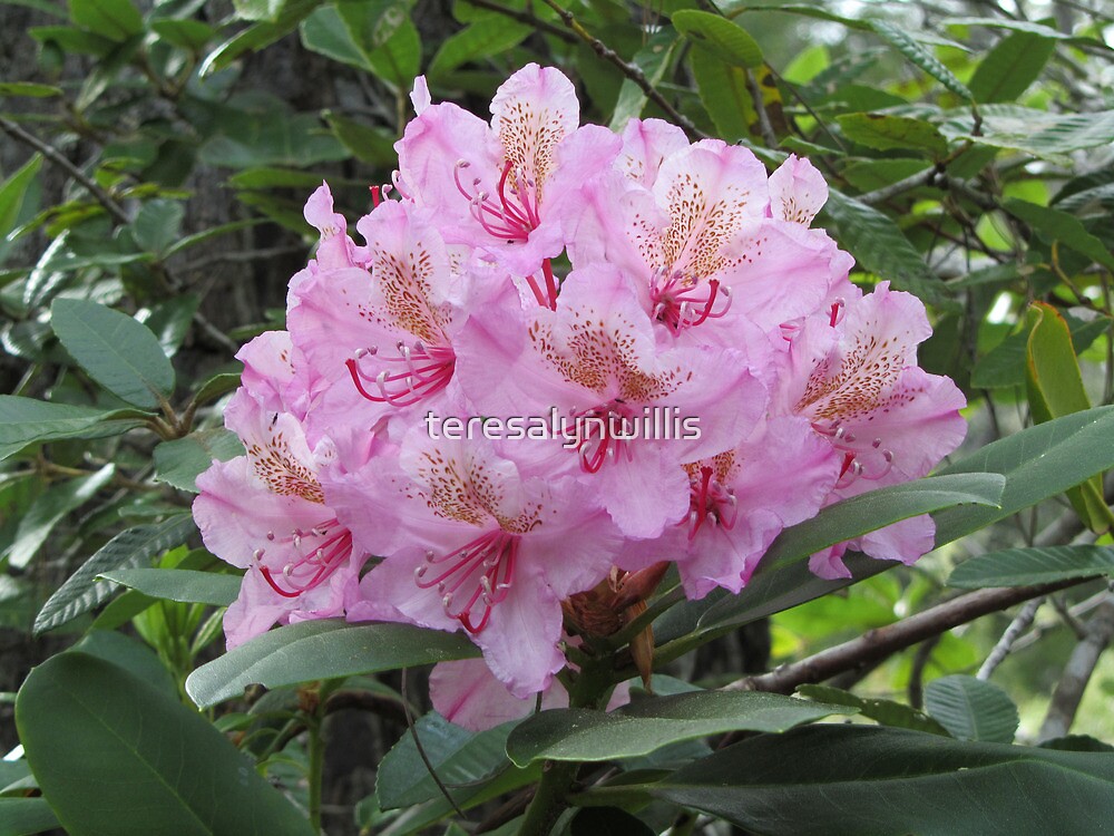 "Wild Rhododendron" by teresalynwillis | Redbubble