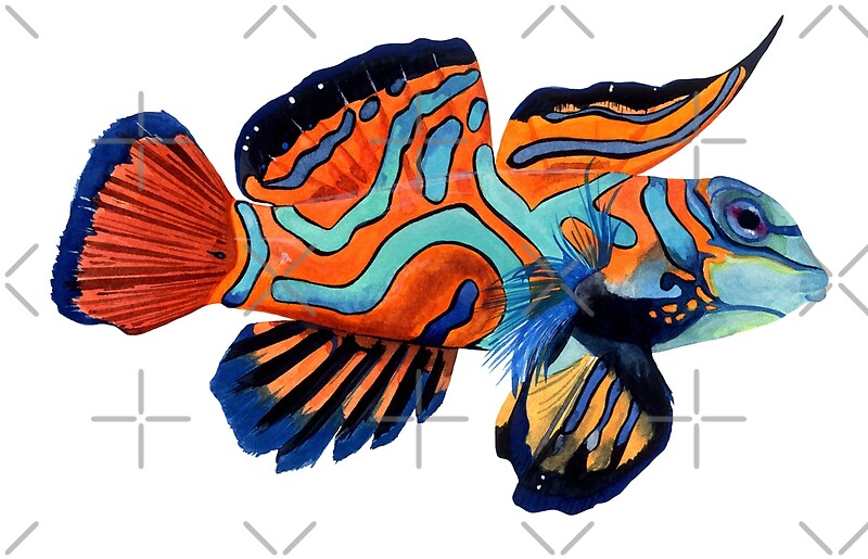 "MANDARIN FISH" by BEATRIZ ABAITUA | Redbubble