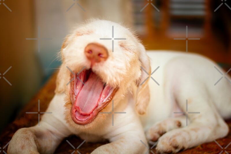 "Laughing puppy Spinone" by heidiannemorris | Redbubble