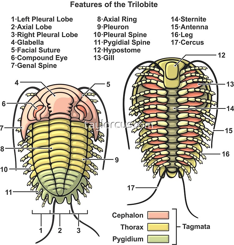 "Trilobite Morphology Diagram" by taylorcustom | Redbubble
