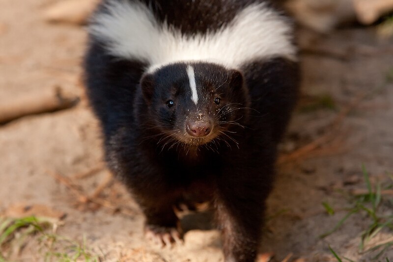 "Skunk - Eye Contact" by Benjamin Brauer | Redbubble