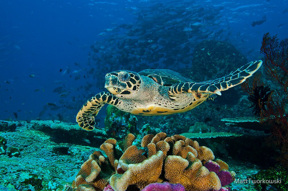 "Hawkesbill Turtle" by MattTworkowski | Redbubble