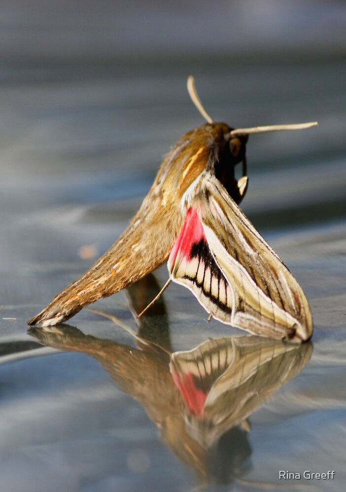 "Wingerdpylstertmot - Hippotion celerio - Silver-striped Hawk-Moth" by ...
