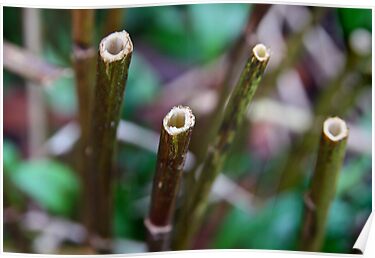"Hollow Reeds" Posters by Erika Hastings | Redbubble