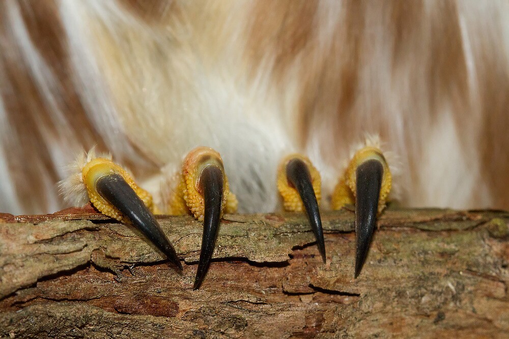 "Northern Saw-whet Owl Talons" by Daniel Cadieux | Redbubble