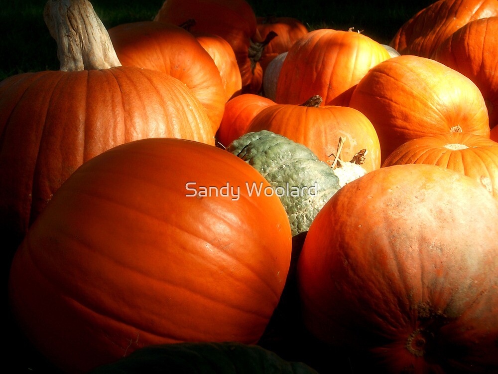 "Orange Delight" by Sandy Woolard | Redbubble