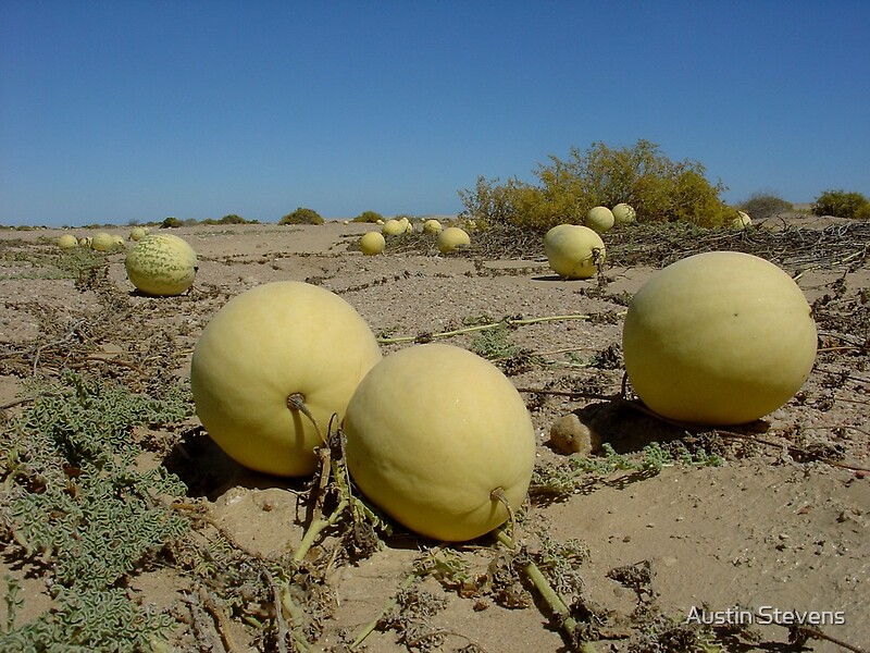 "Tsama Melons in the Namib Desert - Namibia" by Austin Stevens | Redbubble