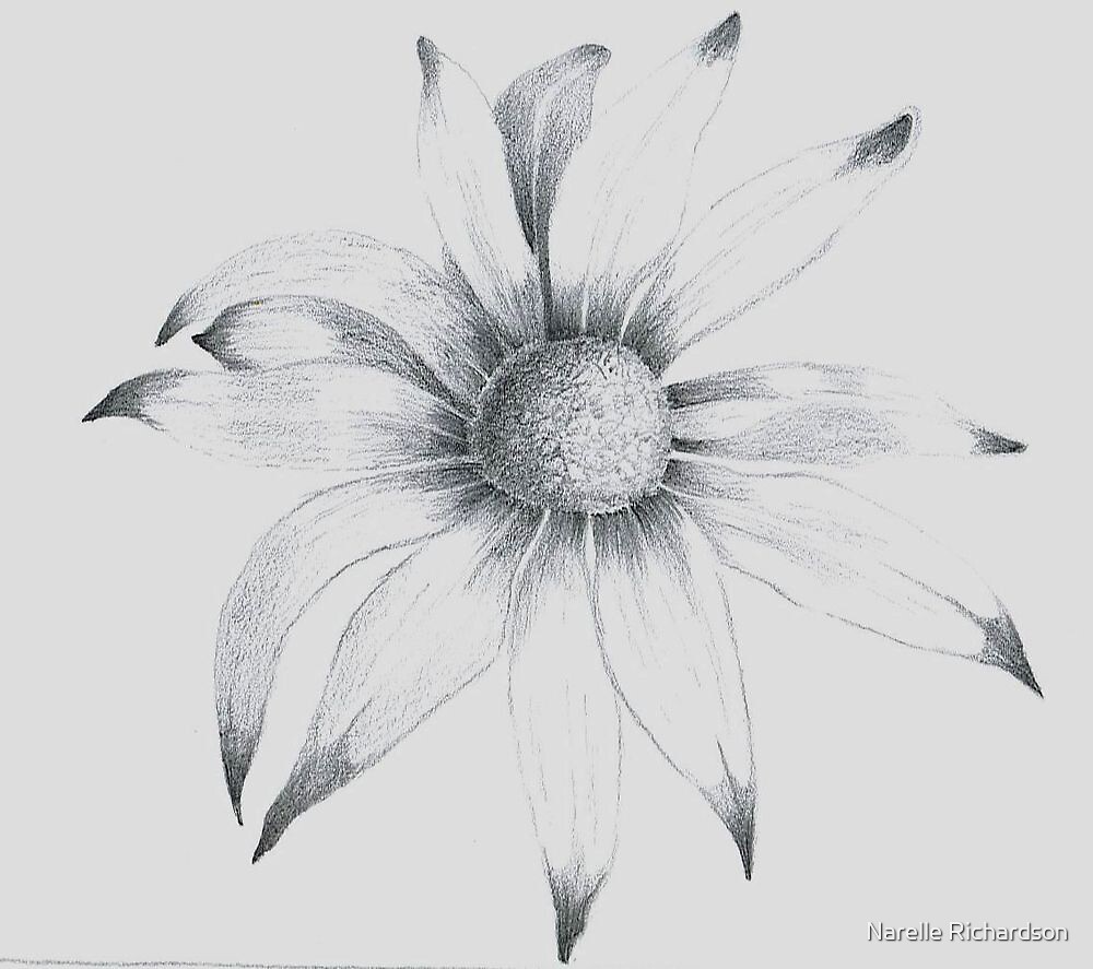 "Flannel Flower" by Narelle Richardson | Redbubble