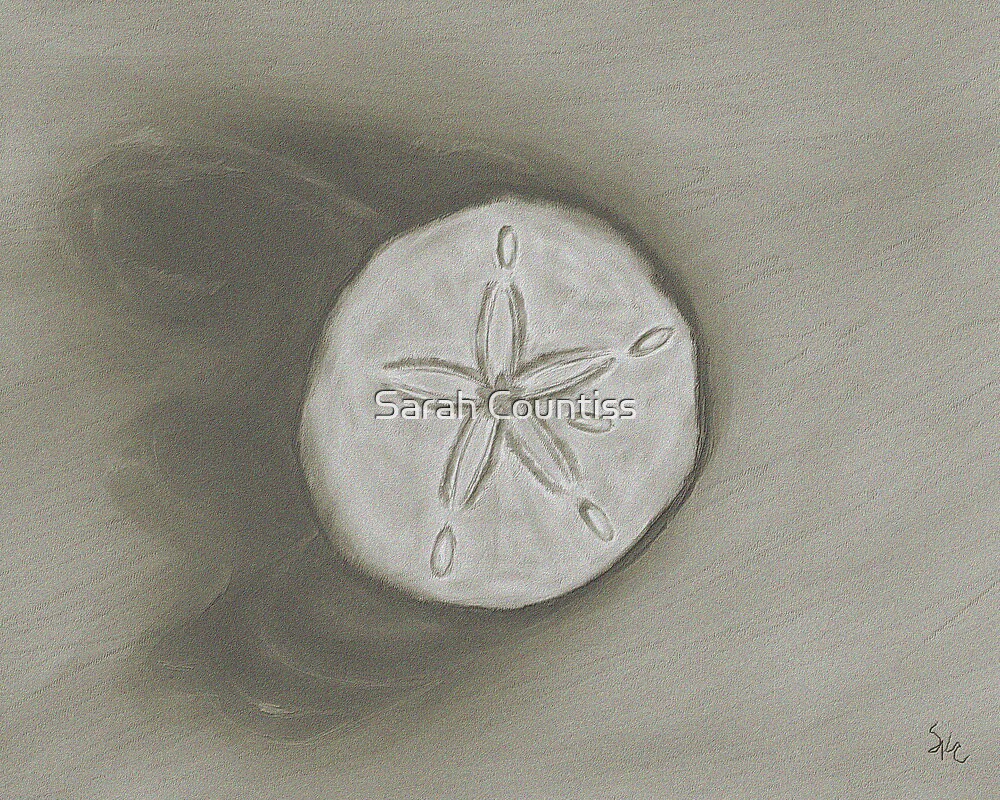 "Sand Dollar Monochromatic Pencil Drawing" by Sarah Countiss | Redbubble
