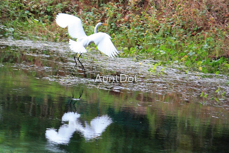 "Great Egret and Reflection, Rainbow River" by AuntDot | Redbubble