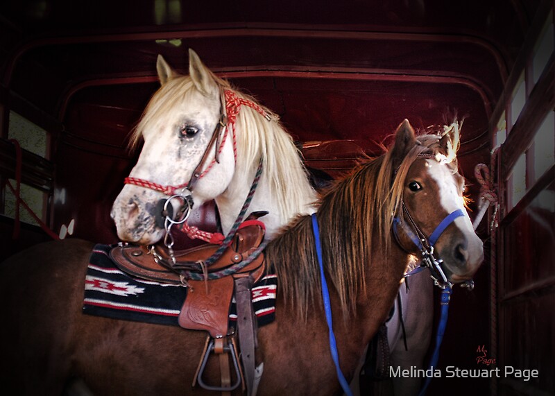""Skipper & Mr. Pony"" by Melinda Stewart Page | Redbubble