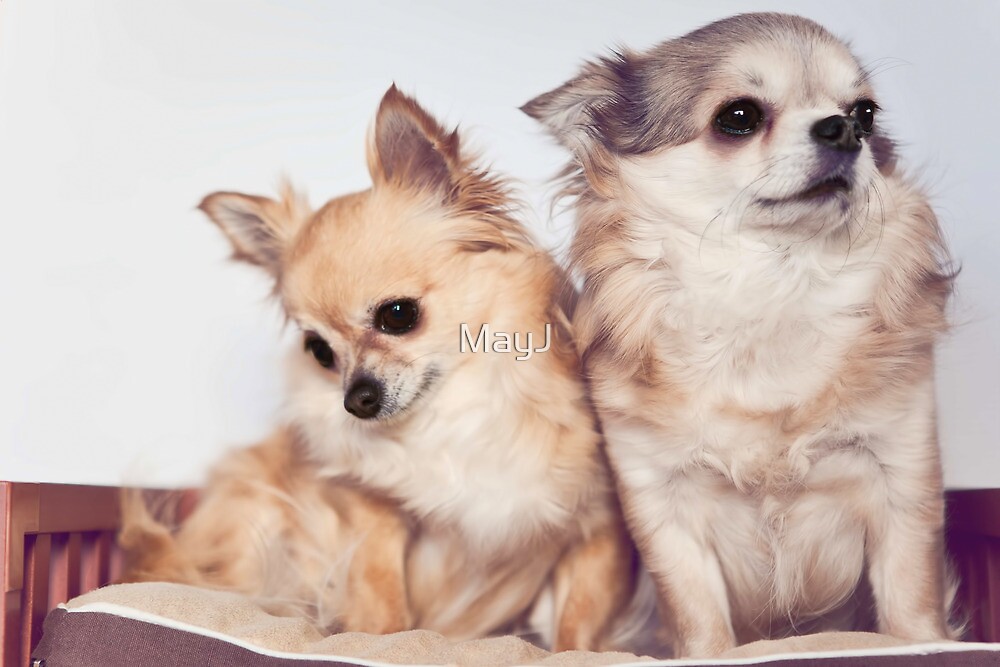 "Two cute chihuahuas" by MayJ | Redbubble