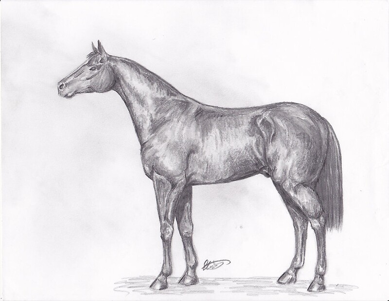 "Thoroughbred drawing " by OnlyYouCan | Redbubble