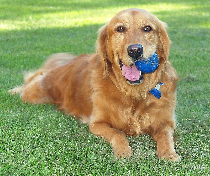 "Shelby My Golden Angel" by vette | Redbubble