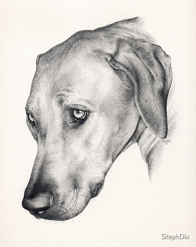 "Rhodesian Ridgeback" by StephDix | Redbubble