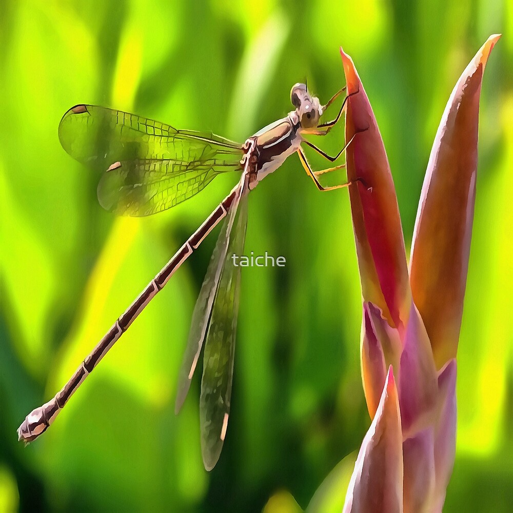 "Damselfly Balanced On A Flower Head Realistic Painting" by taiche ...