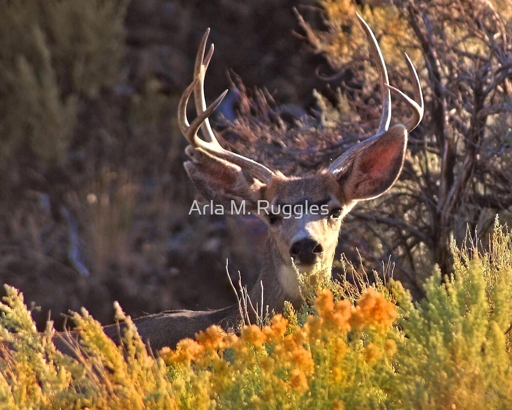 "Clever Buck" by Arla Ruggles | Redbubble