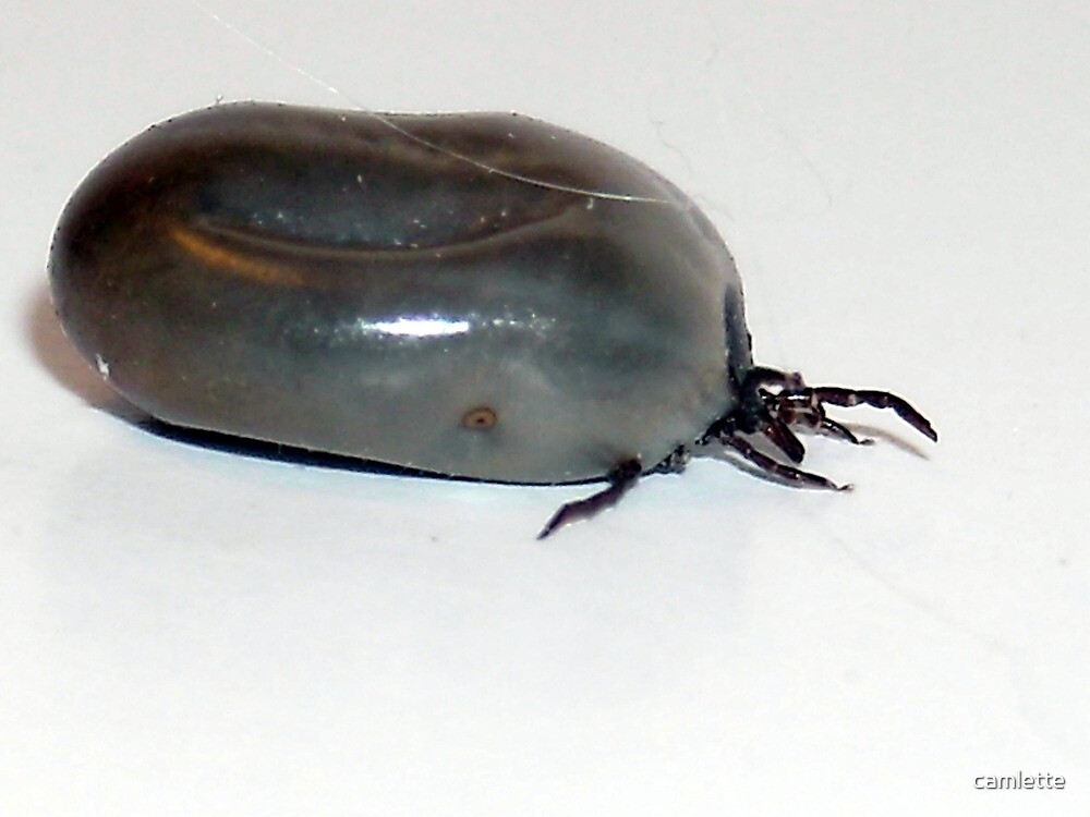 "Fat As A Tick" by camlette | Redbubble