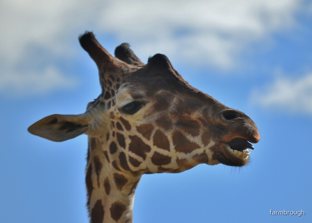 "Hello Mr. Giraffe!" by farmbrough | Redbubble