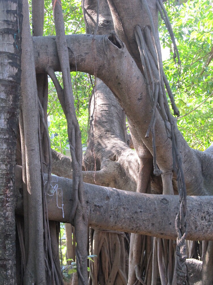 "Rubber tree - Arbol de Hule, Puerto Vallarta, Mexico" by ...