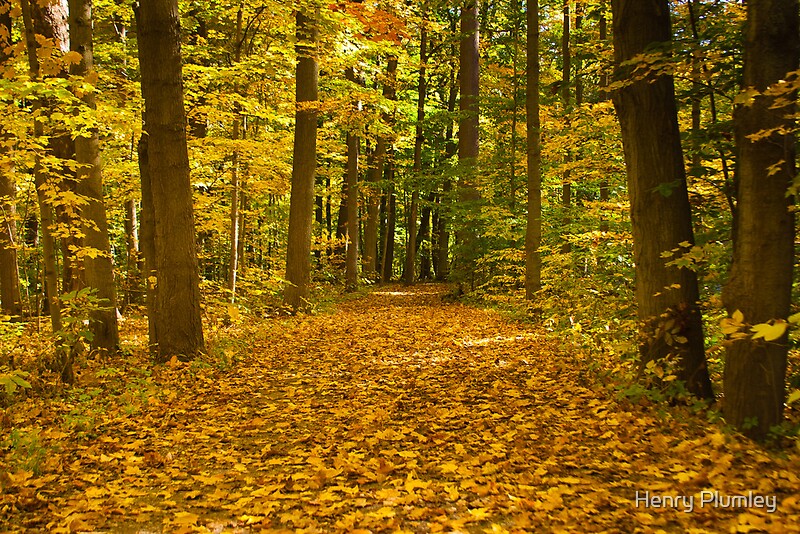 "Leaf Covered Path in Fall " by Henry Plumley | Redbubble