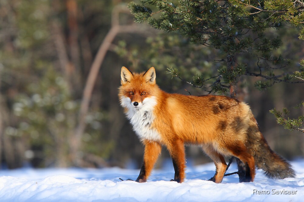 "Winter fox" by Remo Savisaar | Redbubble