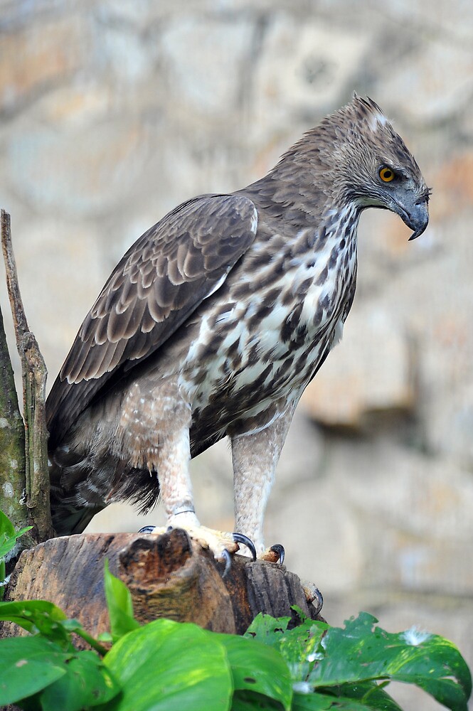"Sri Lankan Changeable Hawk-Eagle - Singapore." by Ralph de Zilva ...