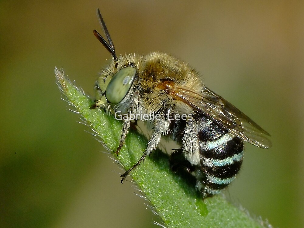 "Blue Banded Bee - Australian Native Bee" by Gabrielle Lees | Redbubble